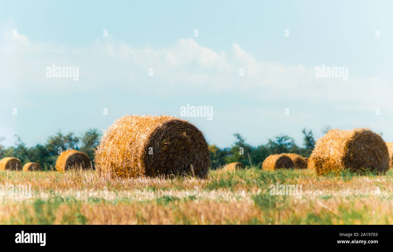 autumn landscape round haystacks in green grass on a background of ...