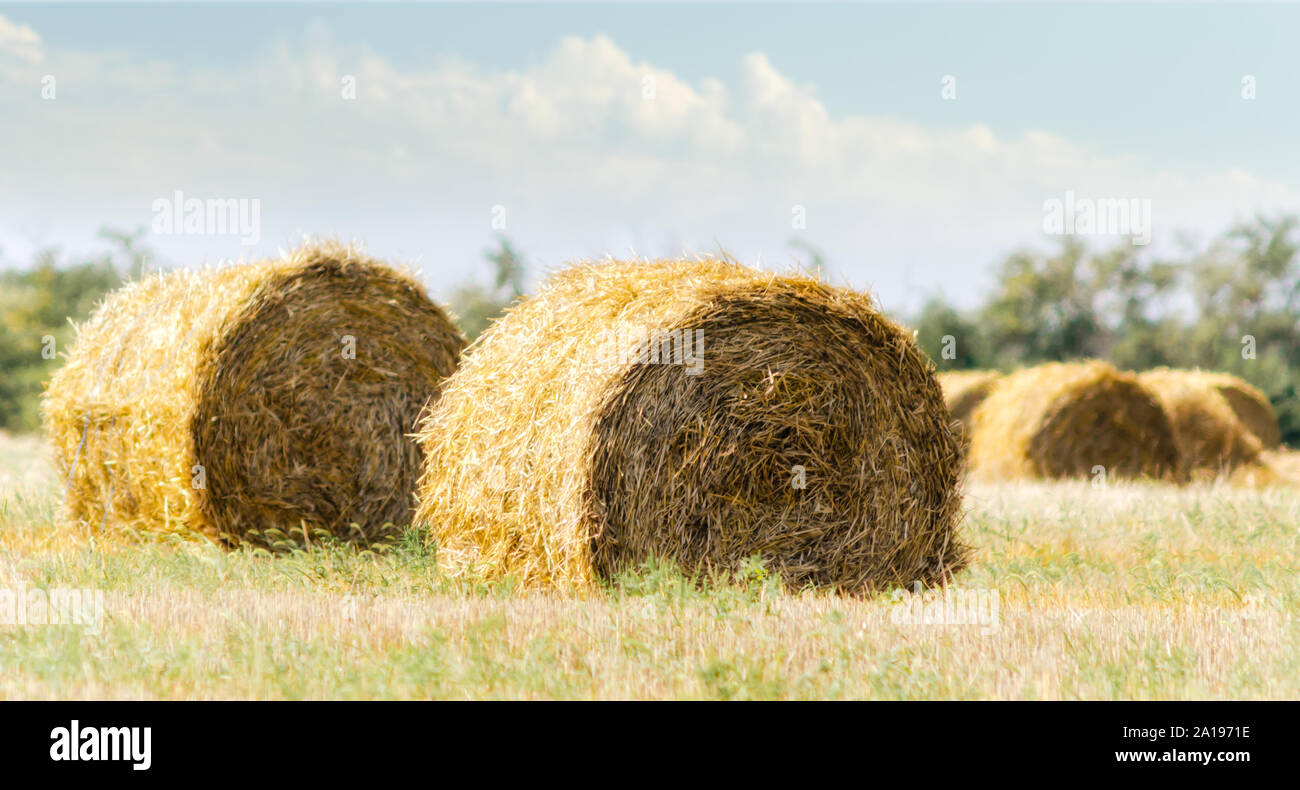 autumn landscape round haystacks in green grass on a background of ...