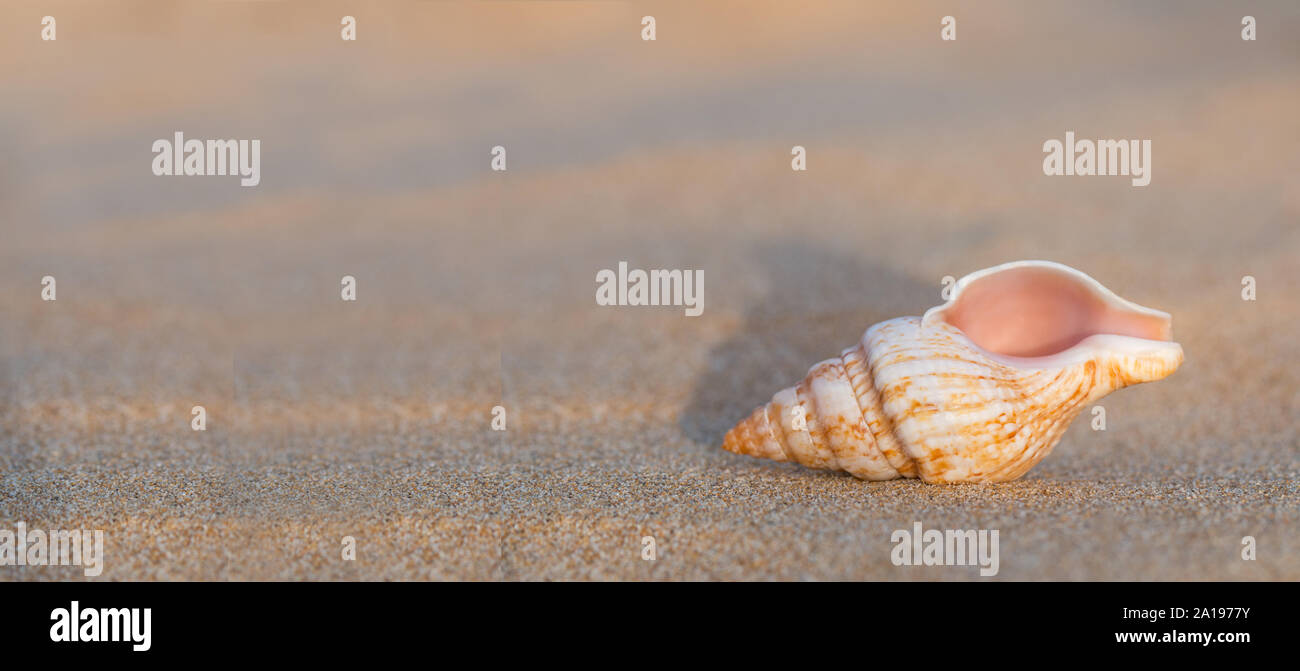 Shell sand yellow hi-res stock photography and images - Alamy