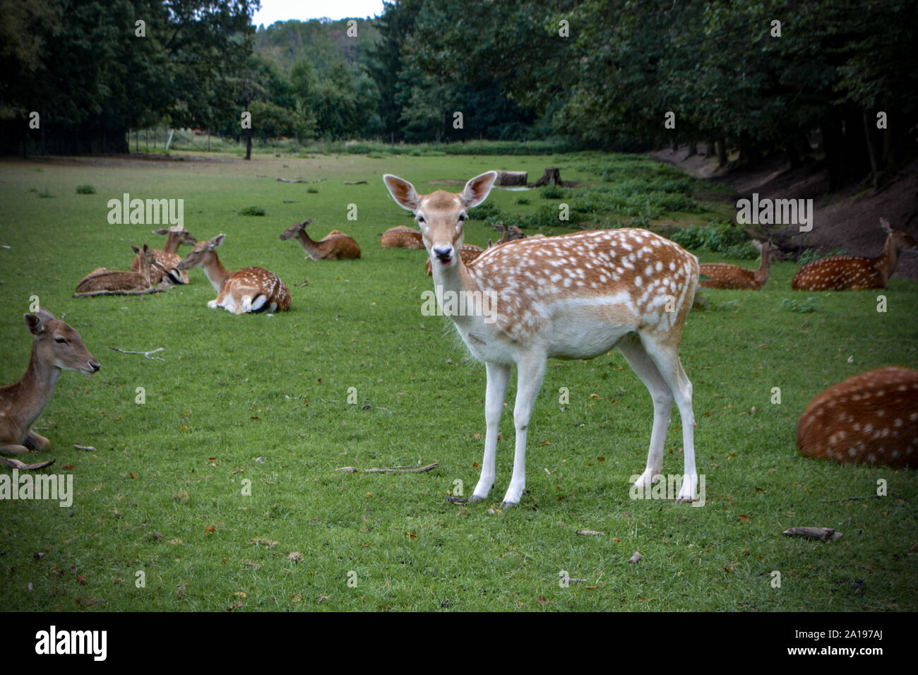 Whitetail roe deer standing in a meadow Stock Photo - Alamy