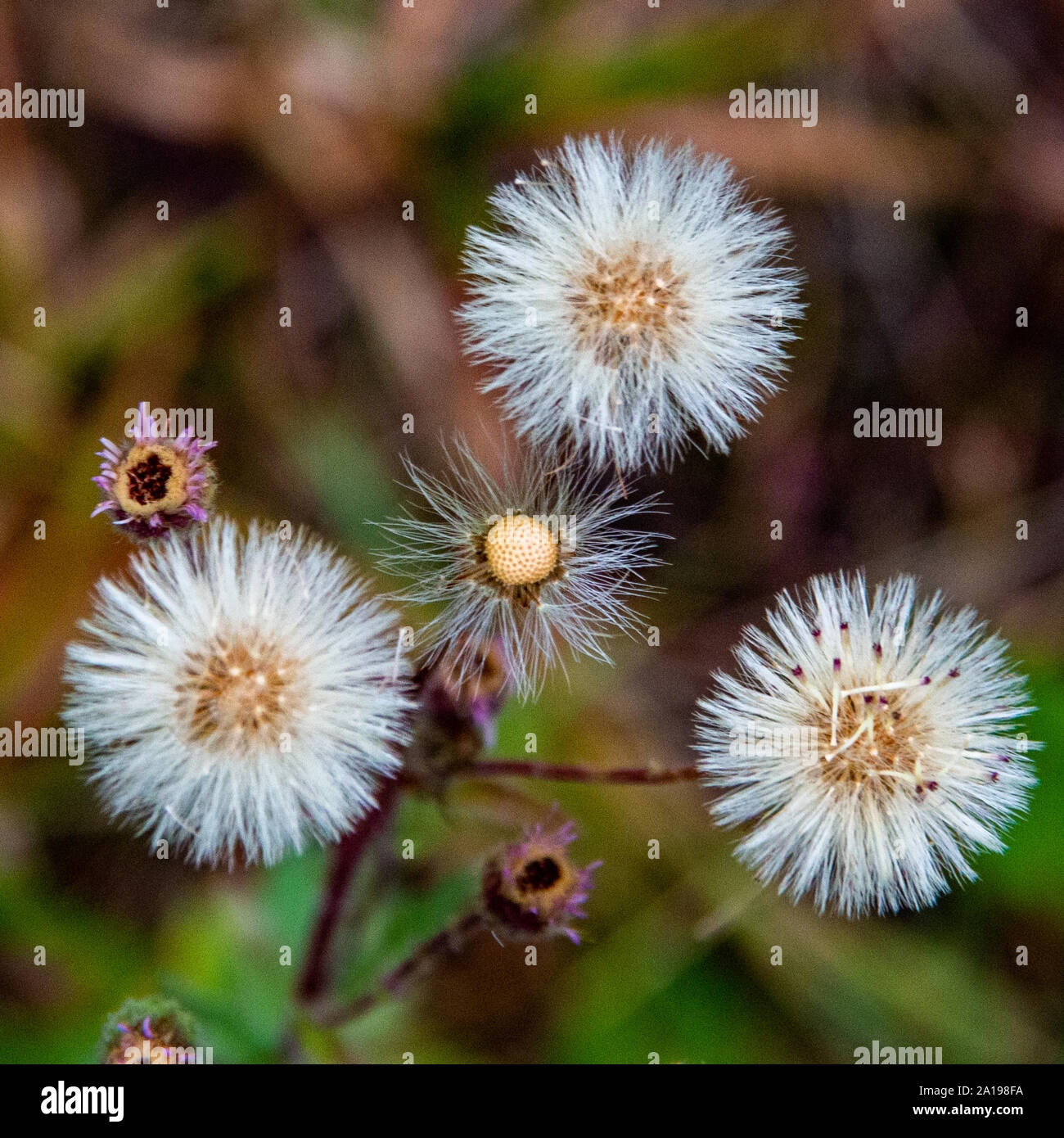 Three Seed Heads Stock Photo - Alamy