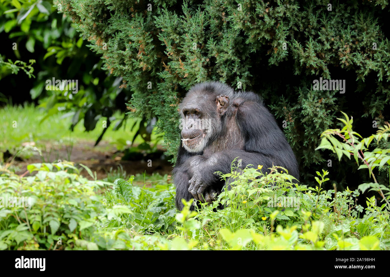 An adult chimpanzee sitting in the long grass Stock Photo - Alamy