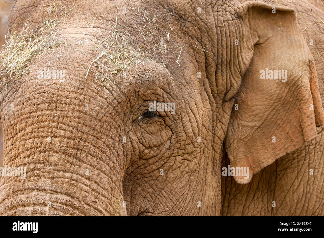 Skin detail elephas maximus asian elephant hi-res stock photography and ...