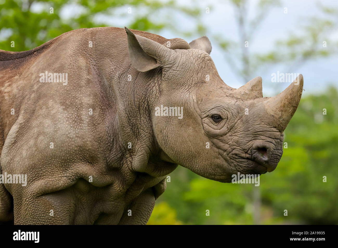Close up head and shoulders of an adult captive White Rhino ...