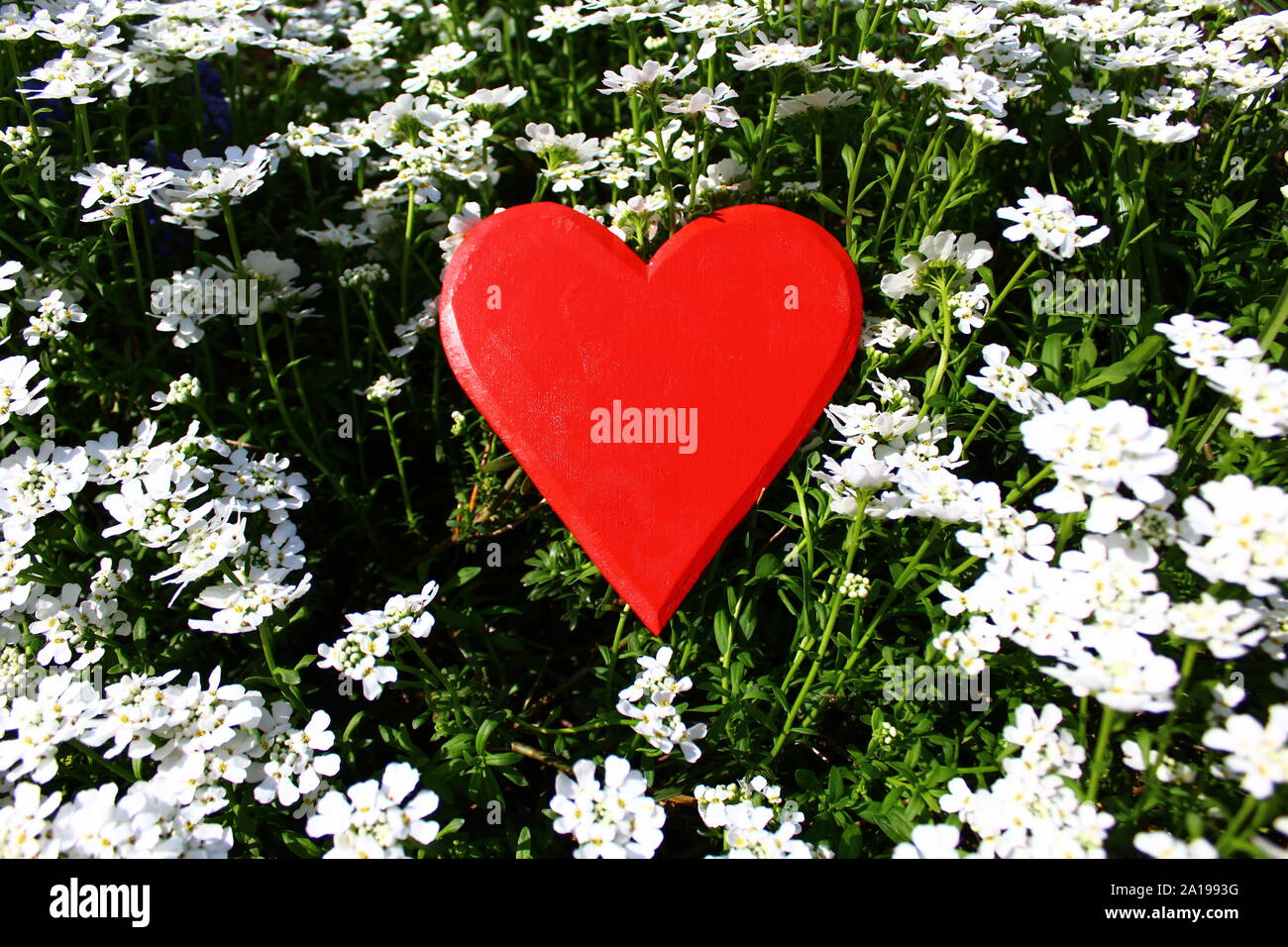 The picture shows a red heart and spring flowers Stock Photo - Alamy
