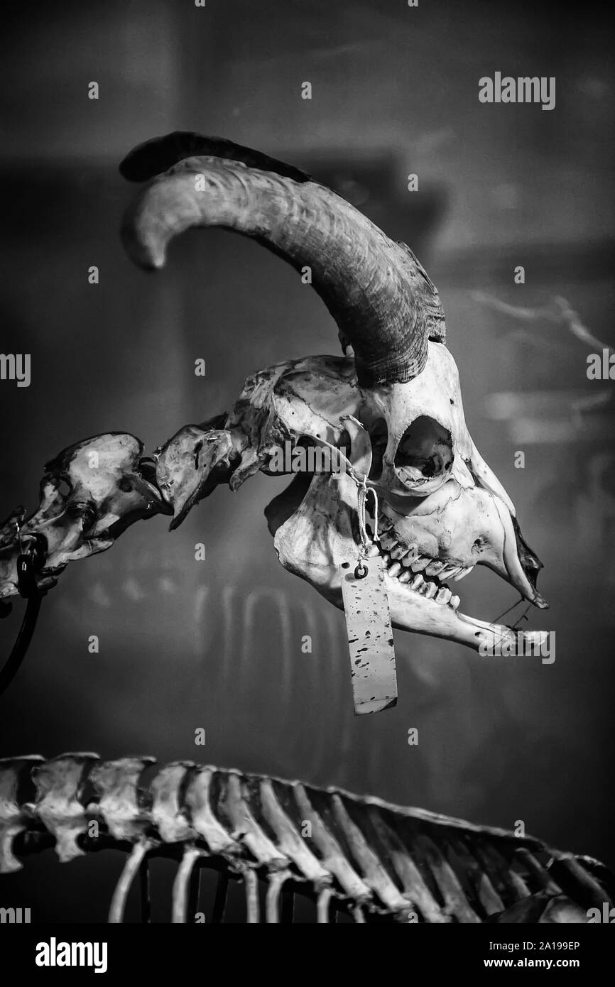 Animal forehead Black and White Stock Photos & Images - Alamy