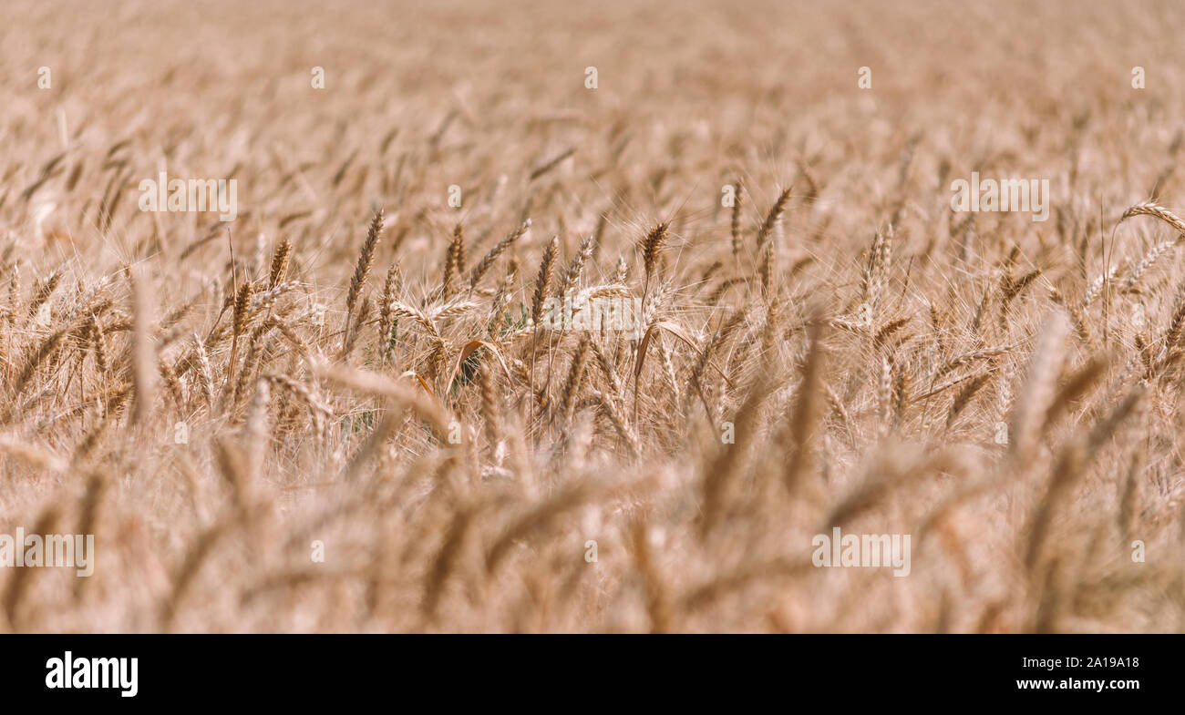 wheat spikelets pattern on the field Stock Photo - Alamy