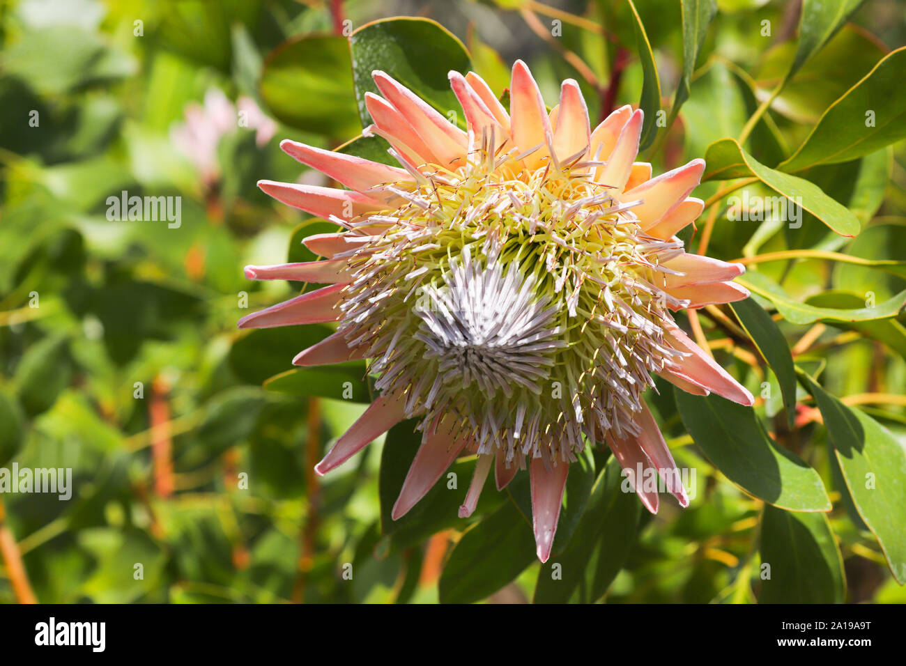 King protea flower head hi-res stock photography and images - Alamy