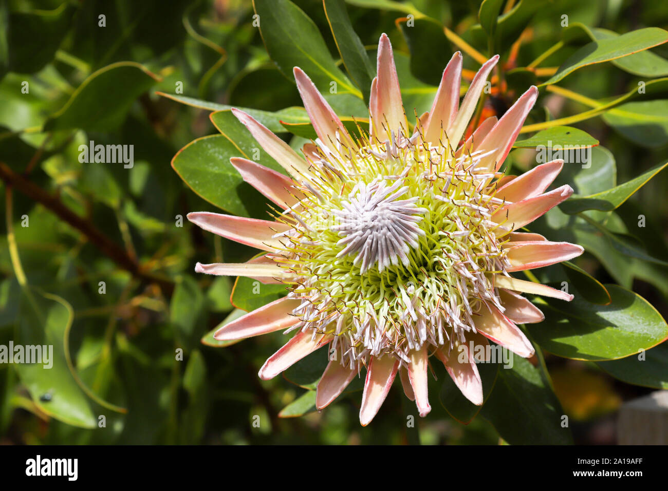 Close up of a protea flower hi-res stock photography and images - Alamy