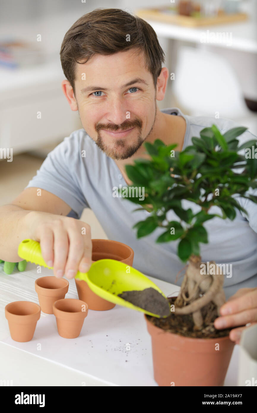 hand cutting a murraya paniculata dwarf as a bonsai tree Stock Photo ...