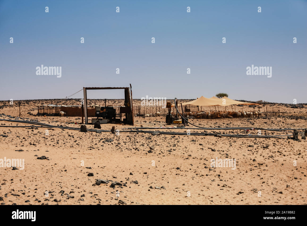 Sheep saudi hi-res stock photography and images - Alamy