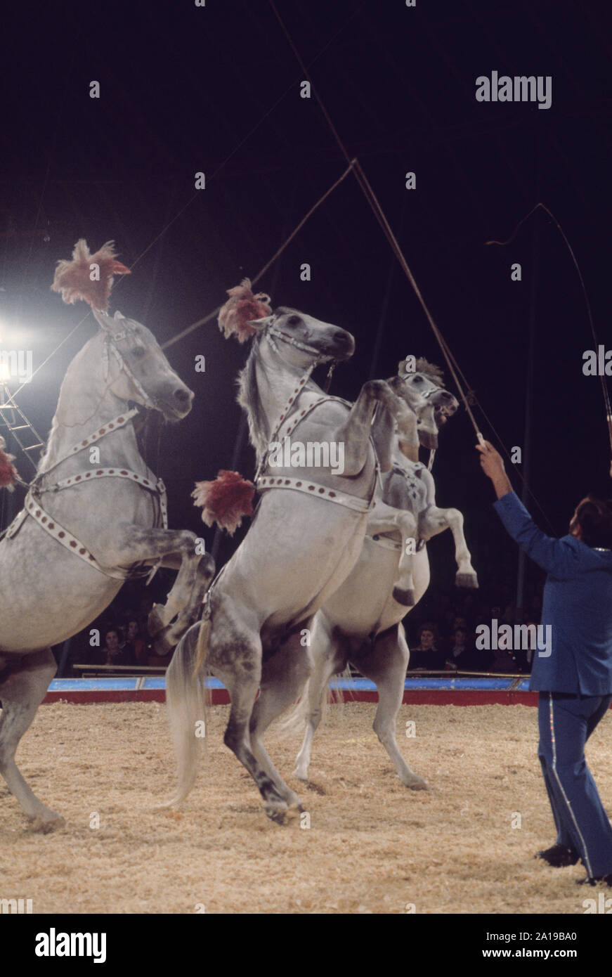 Orfei circus hi-res stock photography and images - Alamy