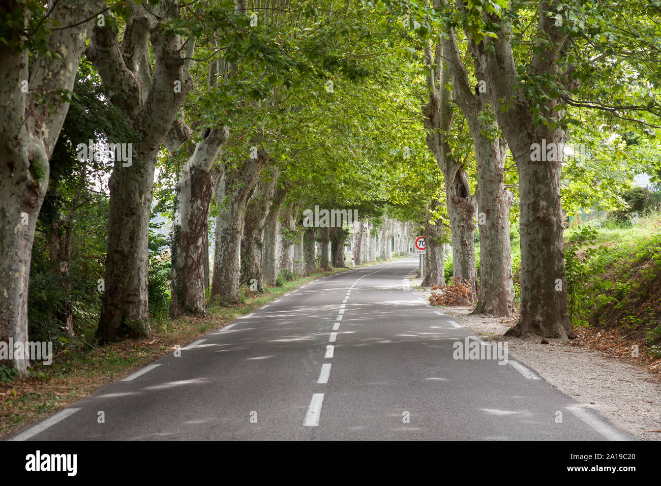 Plane Trees Provence High Resolution Stock Photography and Images - Alamy