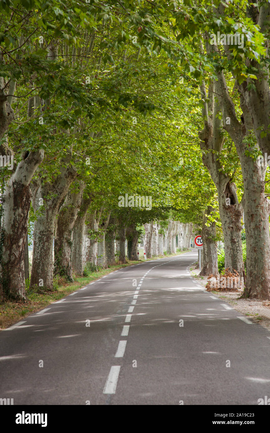 Plane Trees Provence High Resolution Stock Photography and Images - Alamy