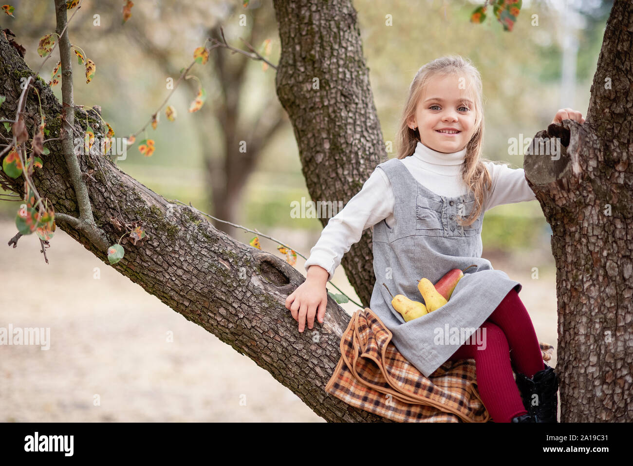 Child picking pears on farm in autumn. Little girl playing in pears ...