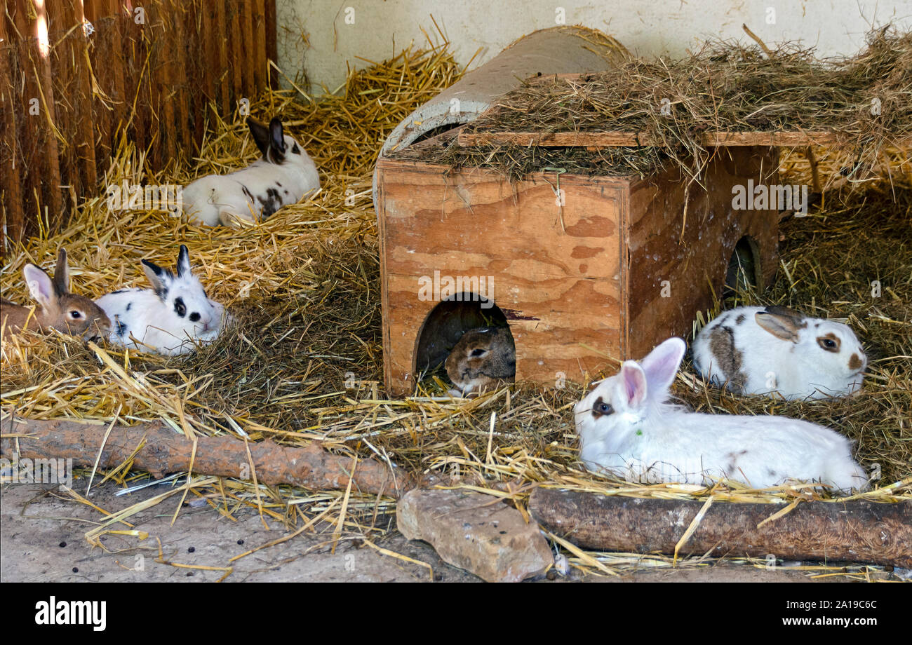 some rabbits in a stable with hay and straw Stock Photo - Alamy