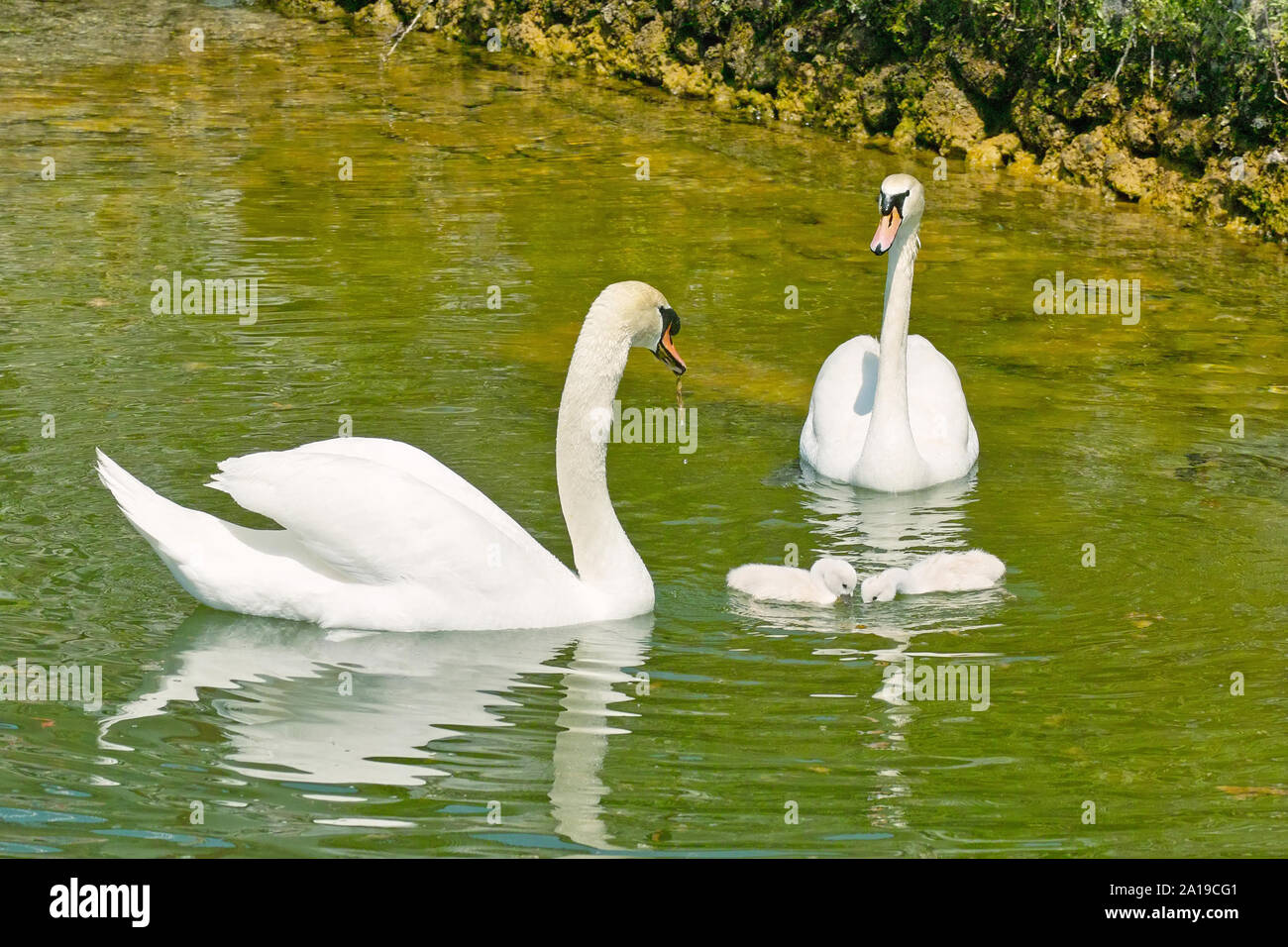 Rmute swan hi-res stock photography and images - Alamy