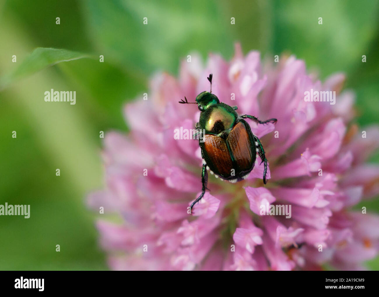 Popillia japonica japanese beetle hi-res stock photography and images ...