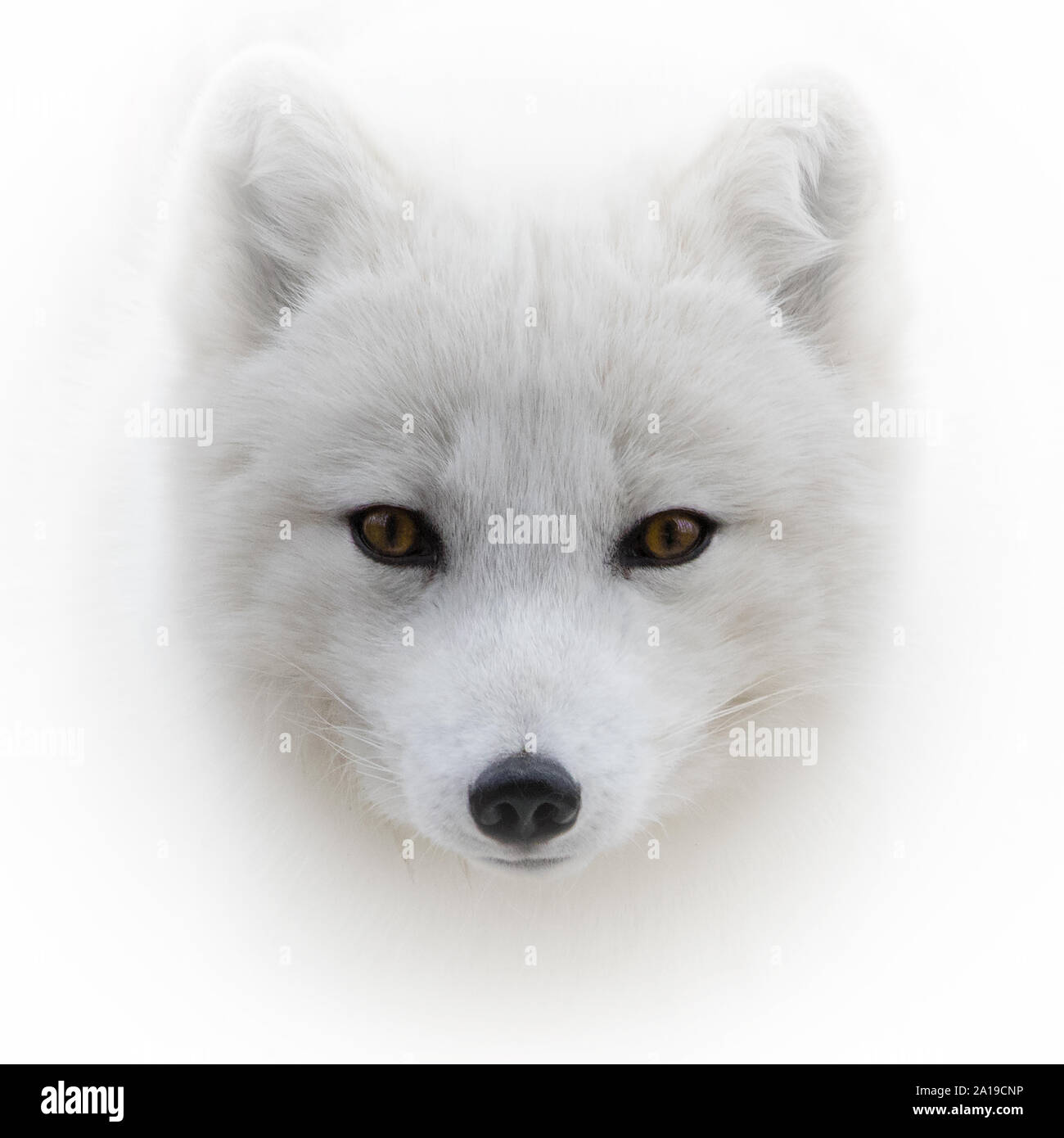 Arctic Fox front view portrait Stock Photo - Alamy