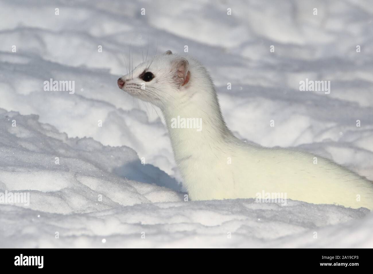 Weasel and stoat hi-res stock photography and images - Alamy