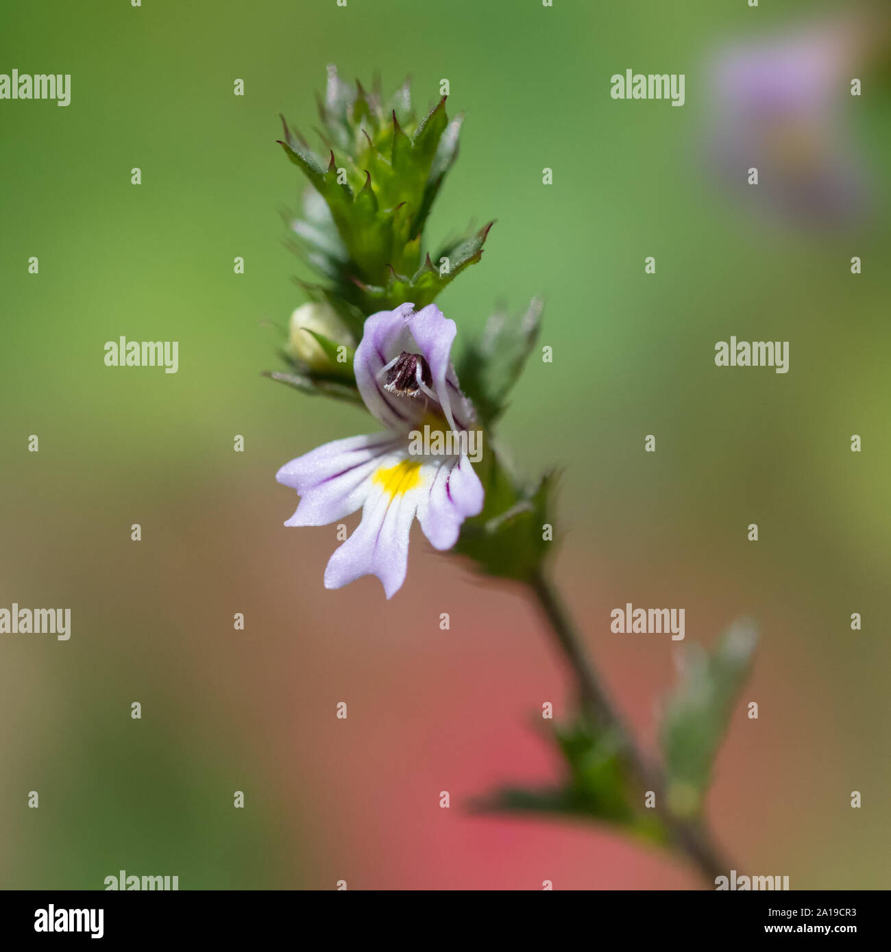 Eyebright flower wild euphrasia hi-res stock photography and images - Alamy