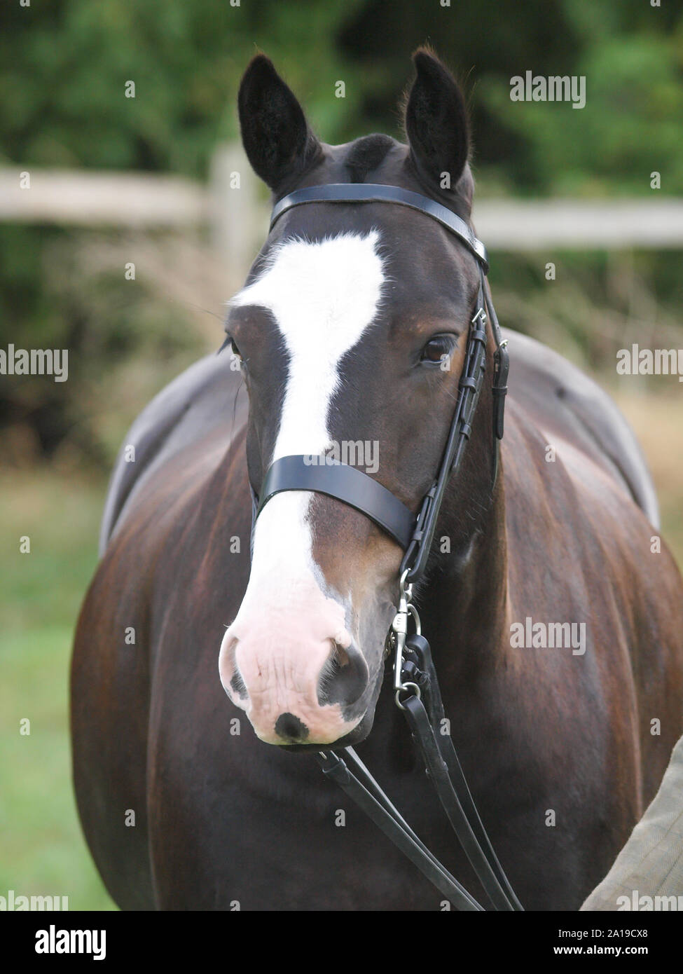 A head shot of a bay hogged cob in a bridle standing in the show ring ...