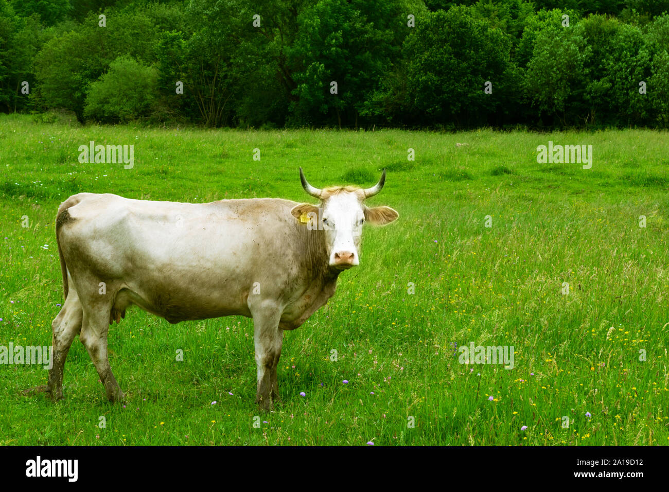 One cow grazing hi-res stock photography and images - Alamy