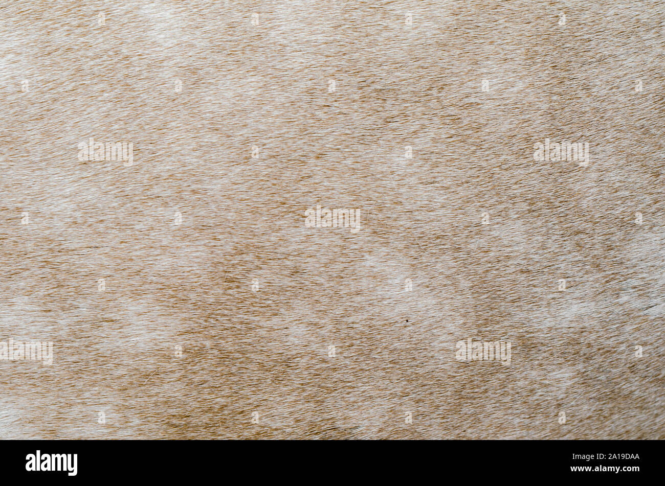 texture of the skin of a beige horse close up Stock Photo - Alamy