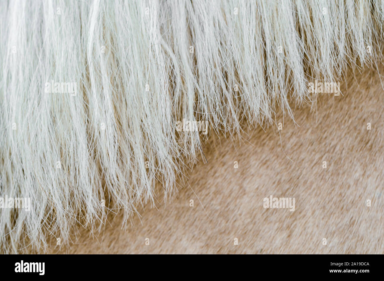 texture of the skin of a beige horse with a mane closeup Stock Photo ...