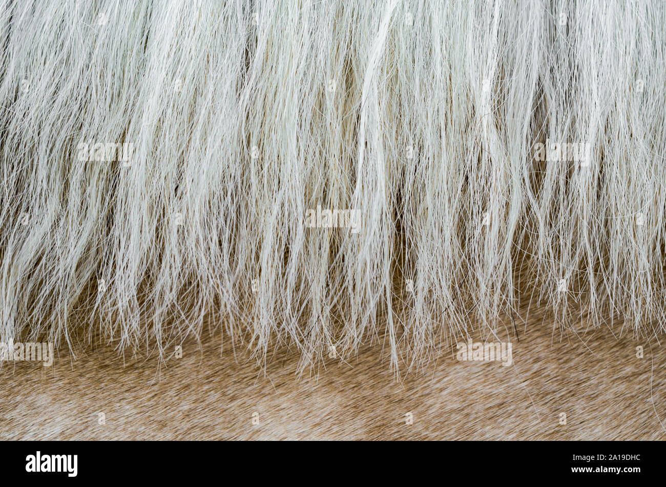 texture of the skin of a beige horse with a mane closeup Stock Photo ...