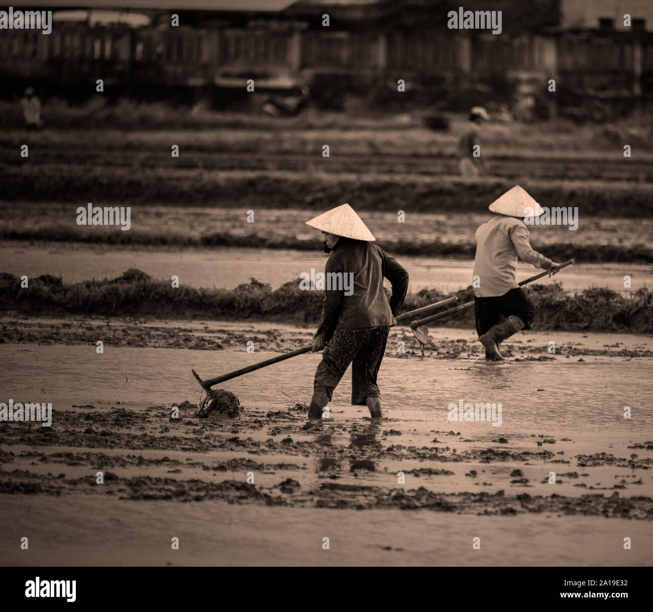 Rice workers hi-res stock photography and images - Alamy