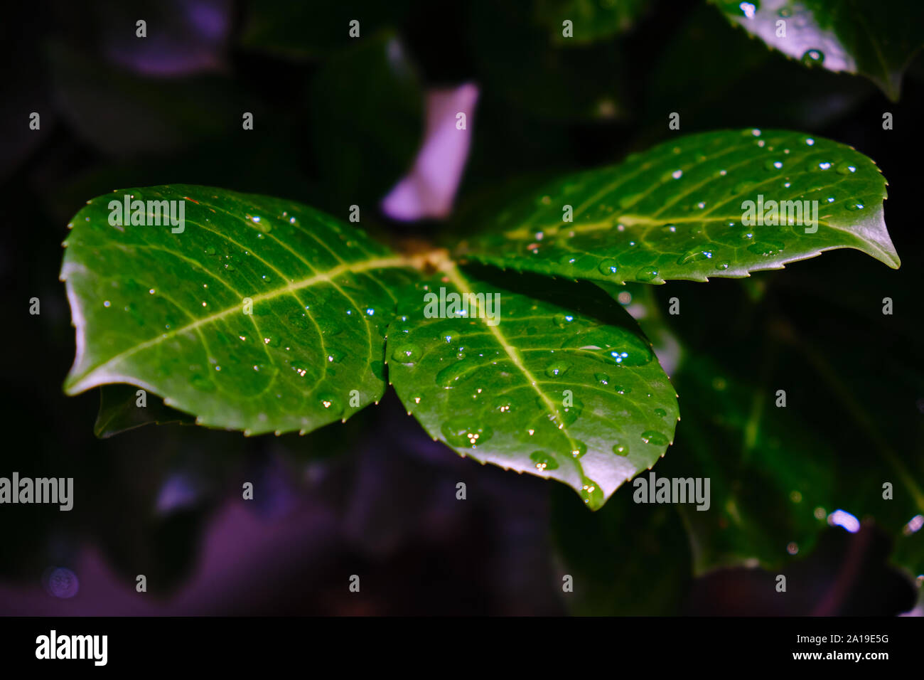 Generic green leaves with rain drops on them - close up Stock Photo - Alamy