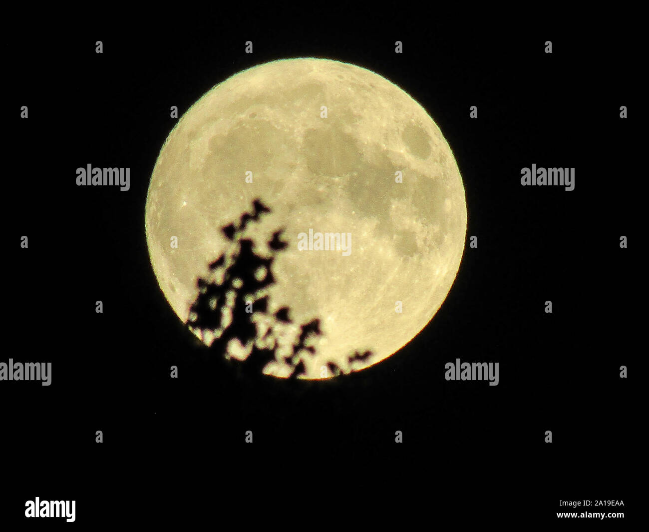 Moon and tree branches hi-res stock photography and images - Alamy