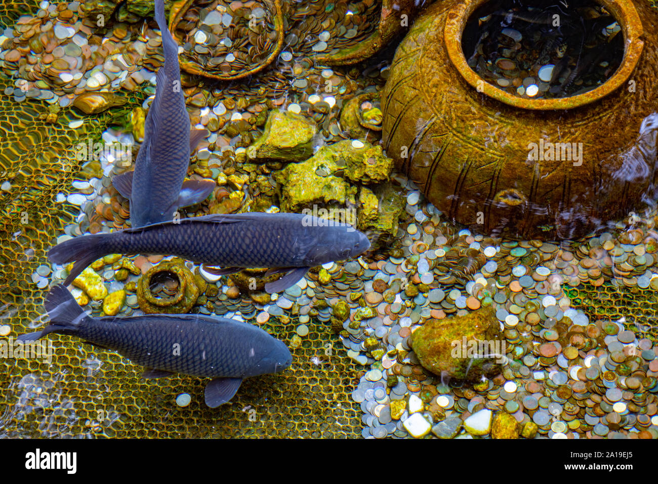 Decorative fish hi-res stock photography and images - Alamy