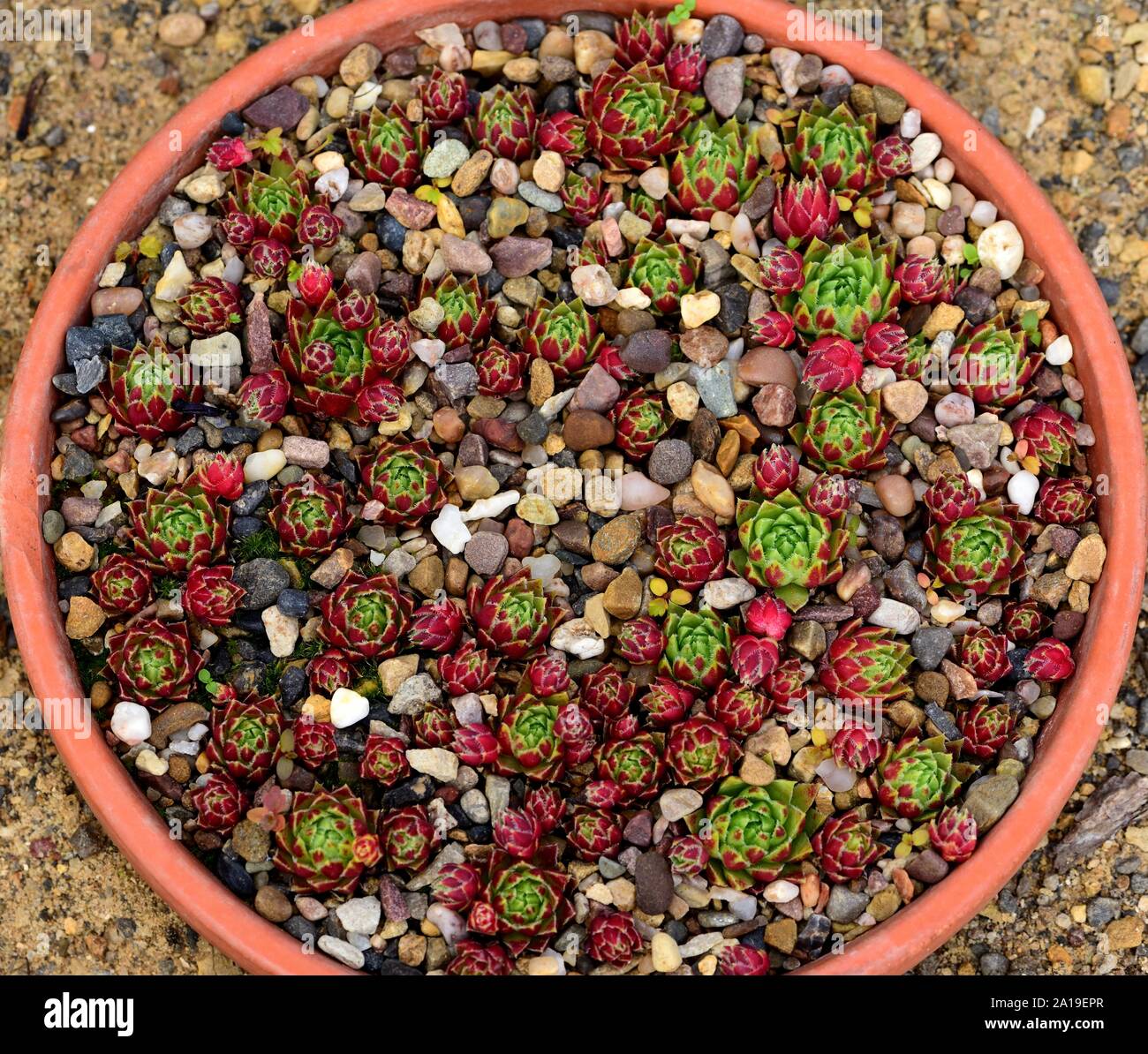 Jovibarba hi-res stock photography and images - Alamy