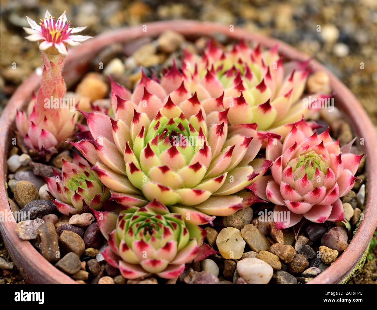 Rosettes of Sempervivum Blood Tip Stock Photo - Alamy