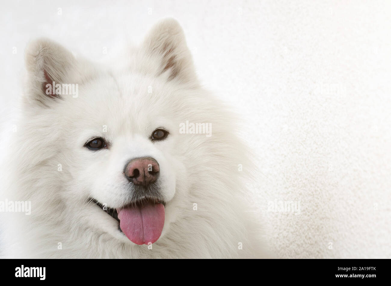 Happy samoyed hi-res stock photography and images - Alamy