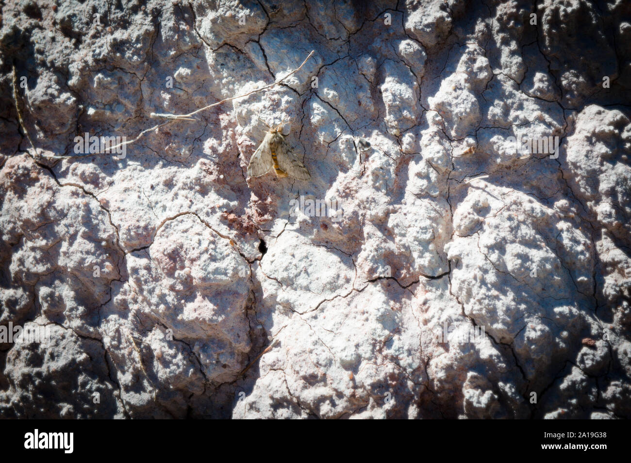 Brown moss moth hi-res stock photography and images - Alamy