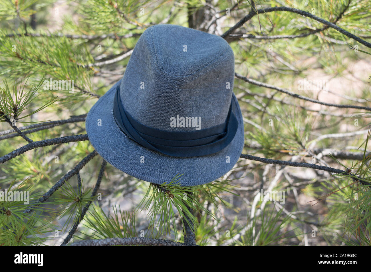 Hat on a pine tree Stock Photo - Alamy