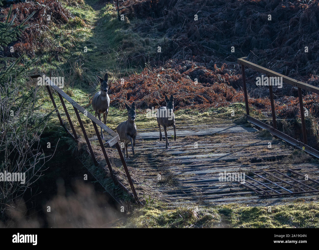 Female Roe Deer Uk Running High Resolution Stock Photography and Images ...