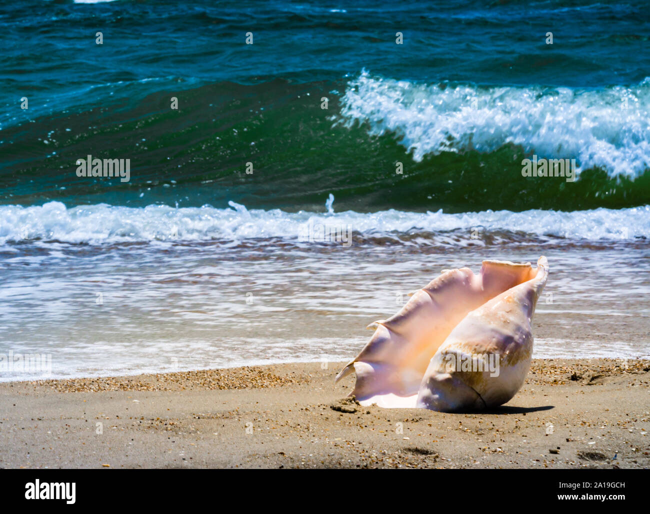 large huge oceanic shell on the yellow sand against a white foam of the ...