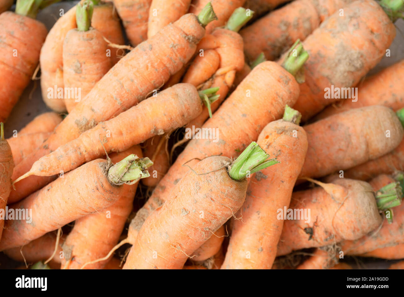 Stock photos carrot hi-res stock photography and images - Alamy