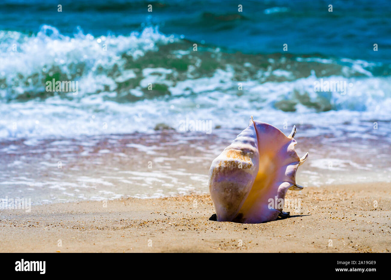 large huge oceanic shell on the yellow sand against a white foam of the ...