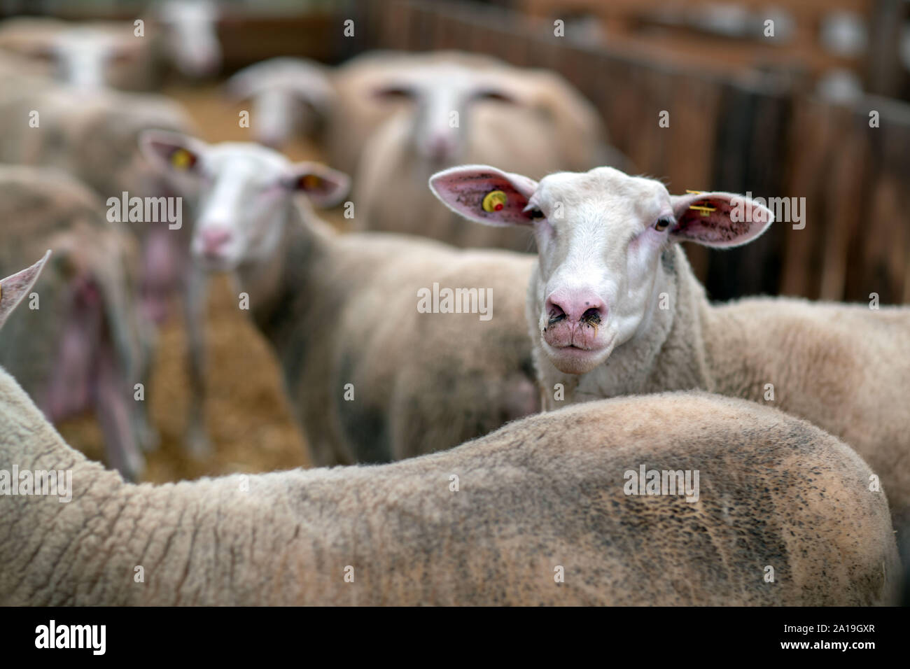 Germany. 04th Sep, 2019. An East Frisian milk sheep stands in the ...