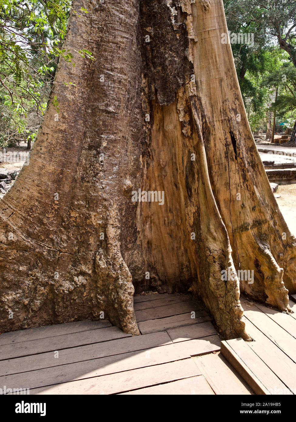 Huge trees with a powerful root system growing in the temple complex of ...