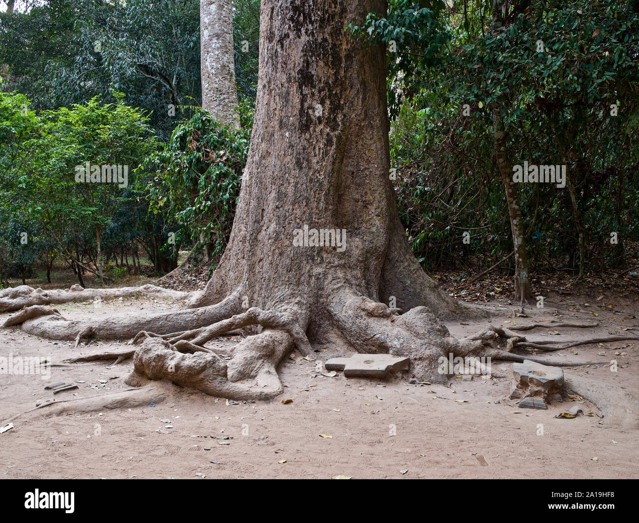 Huge trees with a powerful root system growing in the temple complex of ...