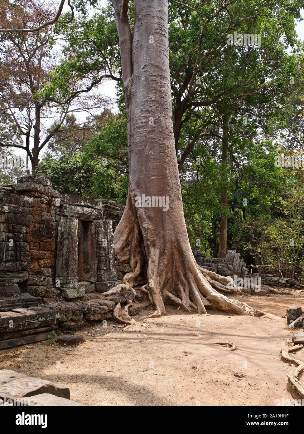 Huge trees with a powerful root system growing in the temple complex of ...