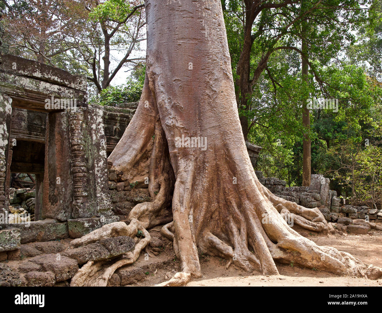 Huge trees with a powerful root system growing in the temple complex of ...