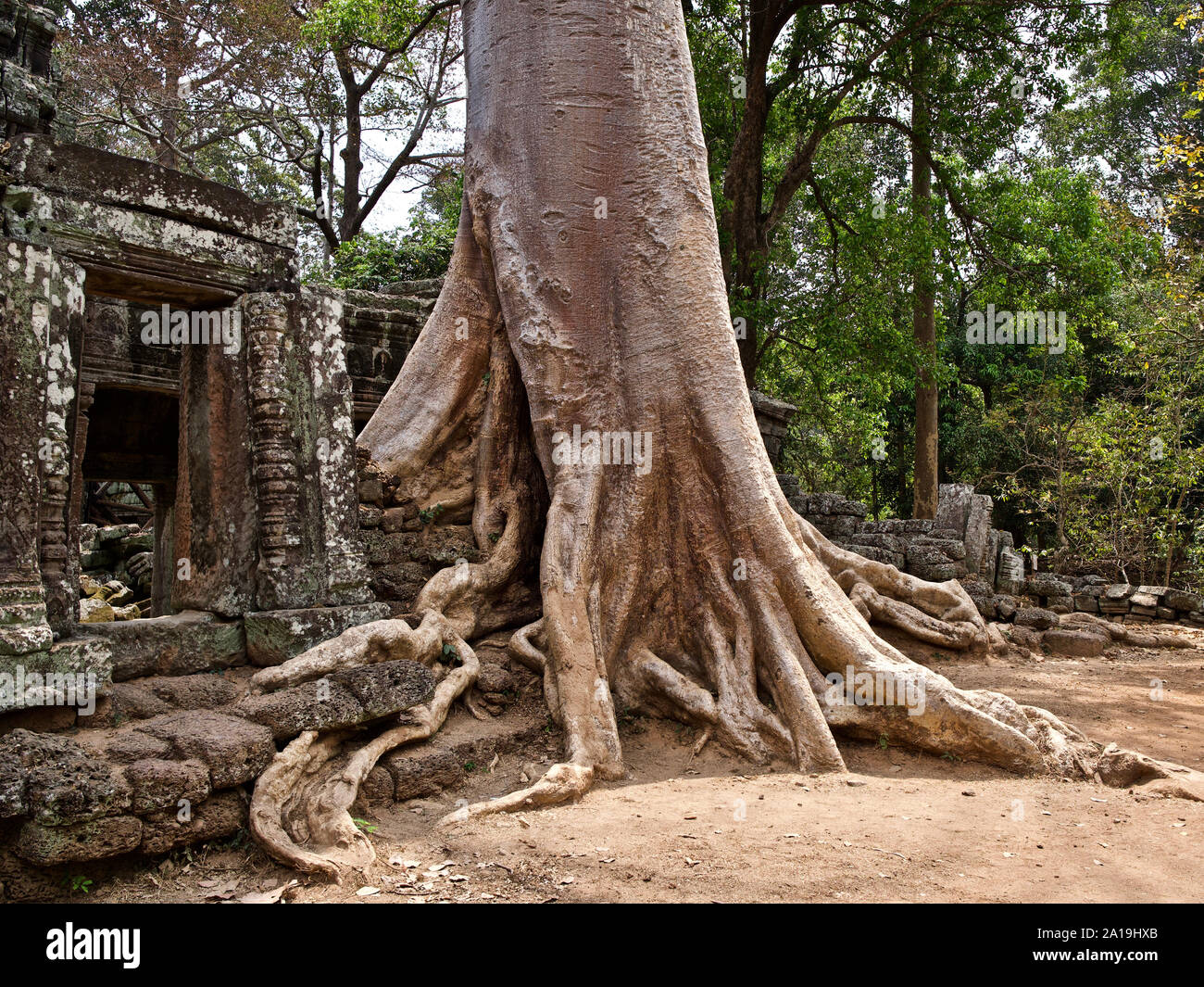 Huge trees with a powerful root system growing in the temple complex of ...