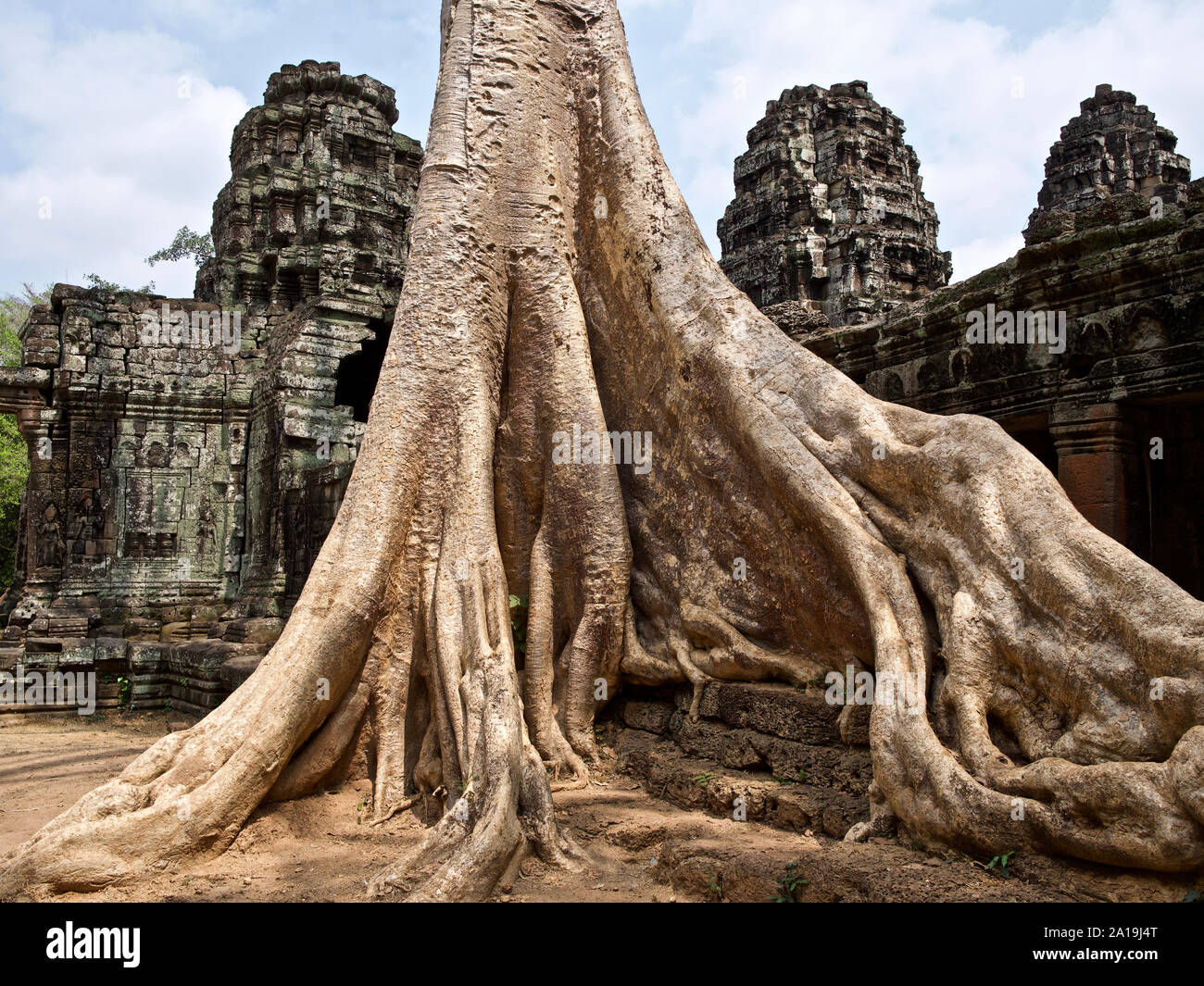 Huge trees with a powerful root system growing in the temple complex of ...